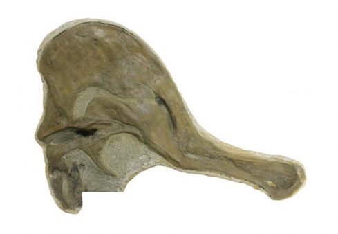 Headless dinosaur reunited with its skull, one century later