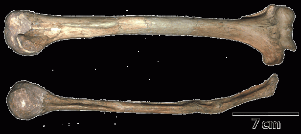 Neanderthal injury patterns cannot be compared to modern ones