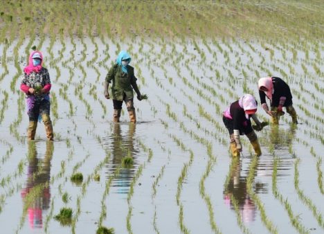 Rice first domesticated in China at about 10,000 years ago