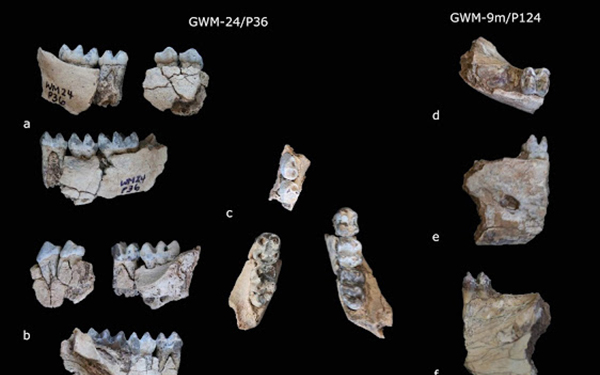Two new extinct primate species found in the Ethiopia site of Gona